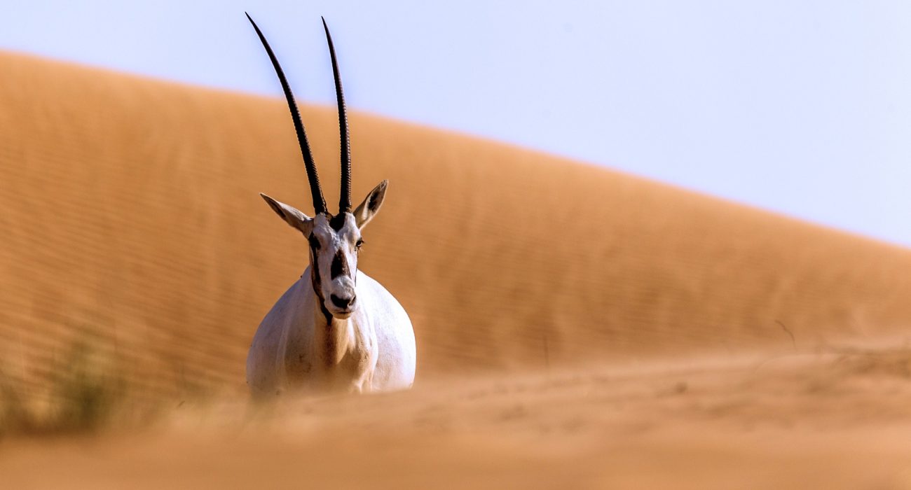 The Outpost Al Barari – Doha Qatar